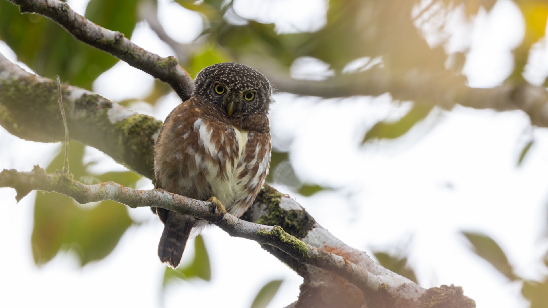 How to attract owls to your yard and why you should