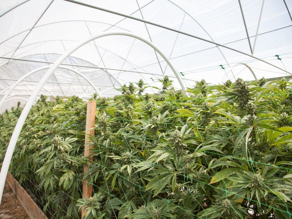 Indoor marijuana grow business coming to Eatontown