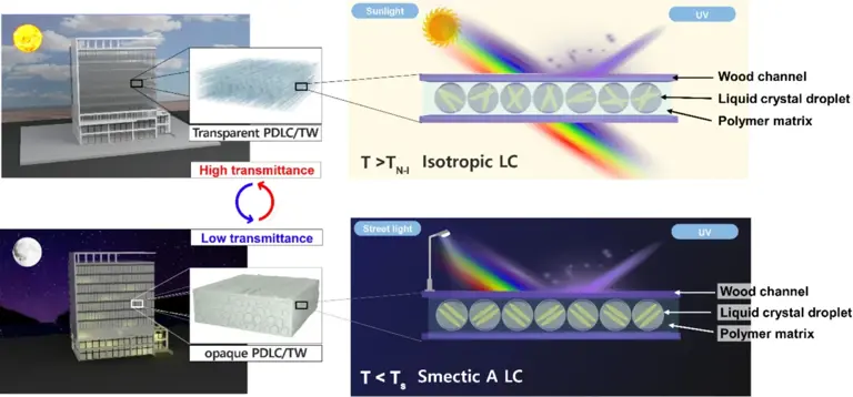 Scientists develop smart transparent woods that block UV and save energy