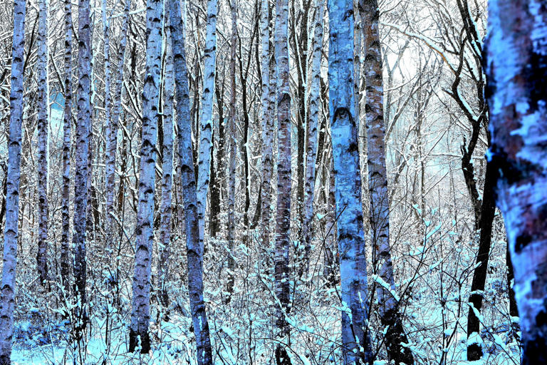Birch forest's winter: pure white breath, silent music