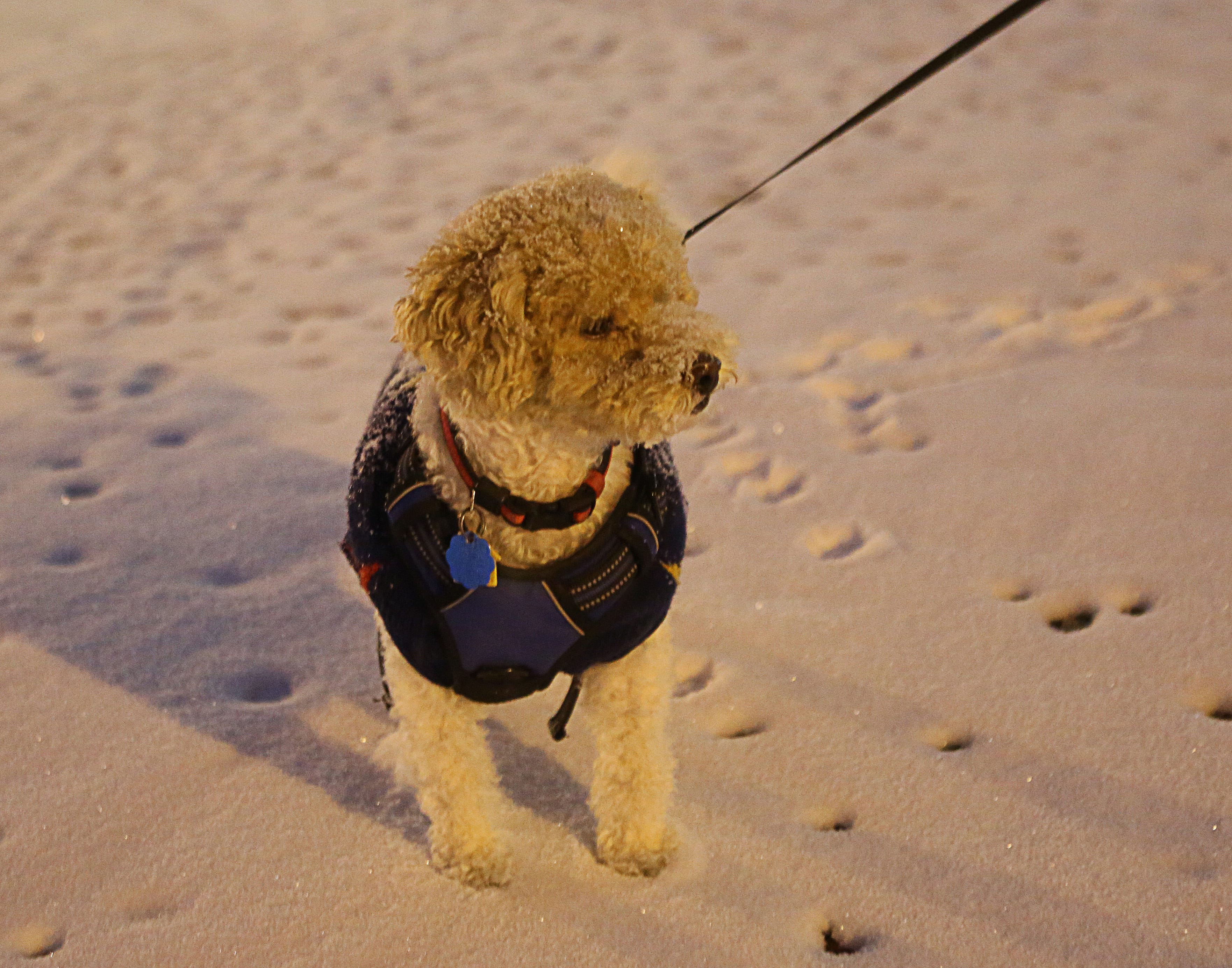Can I leave my dog outside in the winter? Here's what Delaware laws say