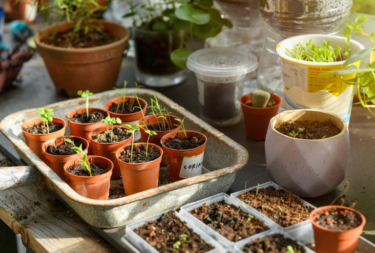 8 must-know tips for speeding up seed starting with a heat mat