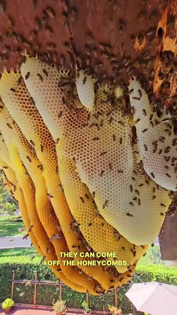 Massive beehive revealed under this backyard roof