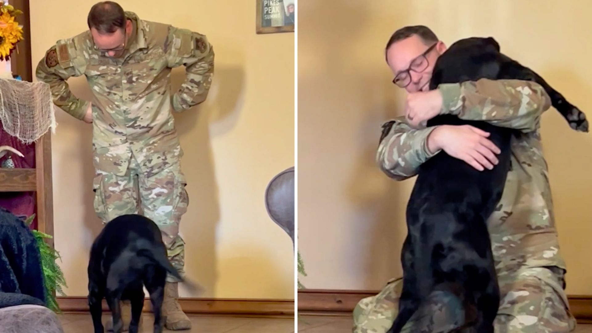 Dog that lost sight while military dad was on deployment lights up when ...
