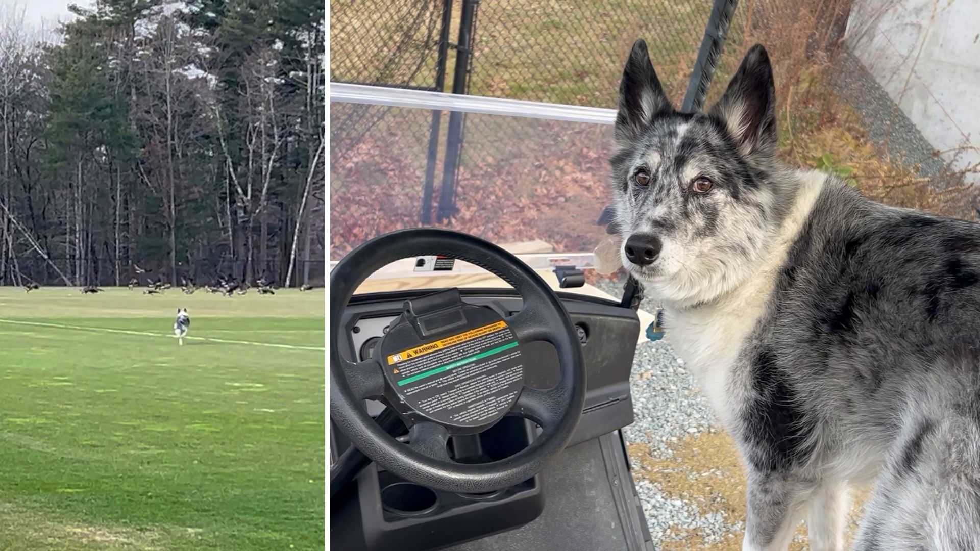Do your job: How one dog keeps Gillette Stadium fields game-ready
