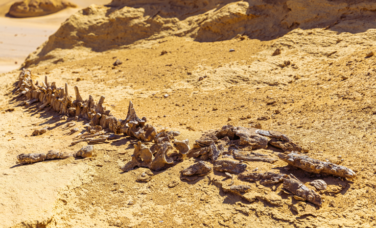 Archaeologists stunned by 5,000-year-old whale hunting evidence in Brazil