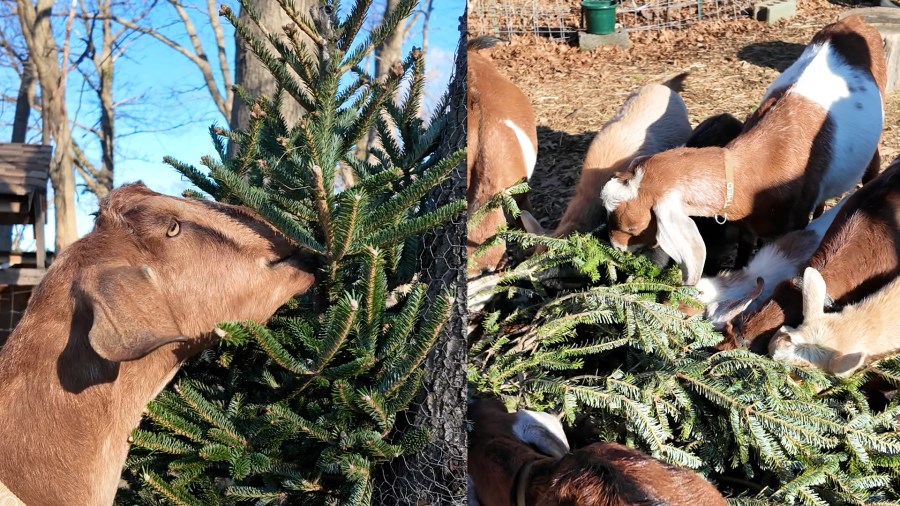 Philly Goat Project brings back Christmas tree-cycle festivals this January