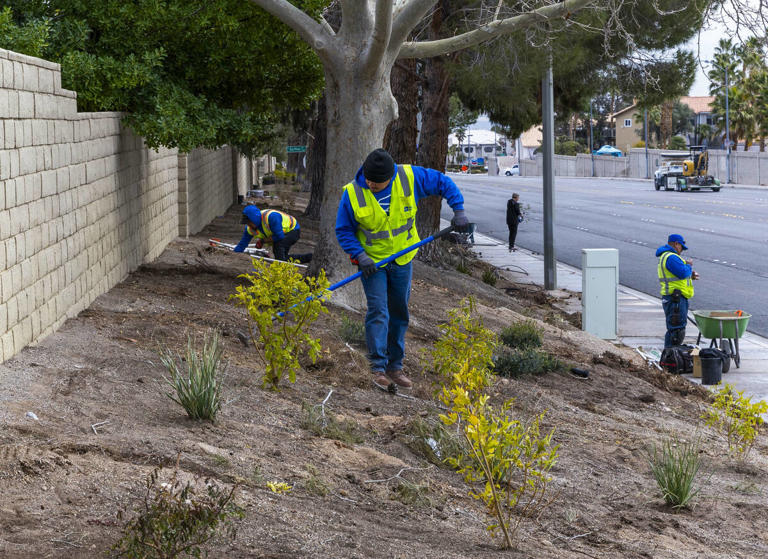 Lawsuit claims ban on 'useless grass' has killed 100K trees in Southern ...