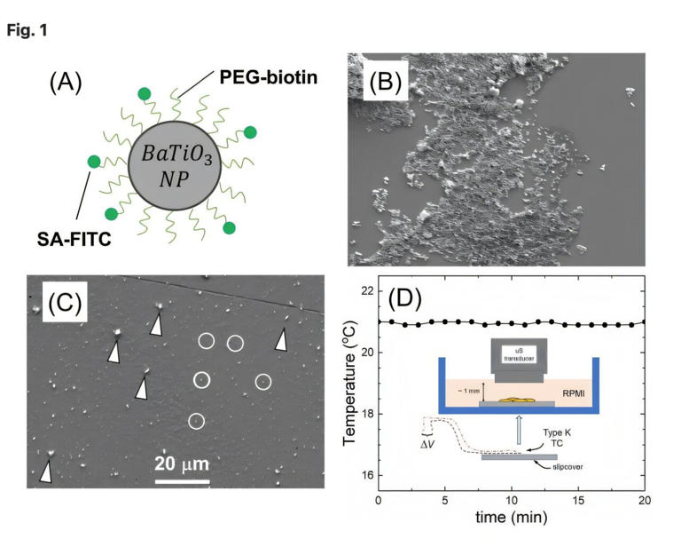 Ultrasound-activated nanoparticles in immune cells trigger targeted ...