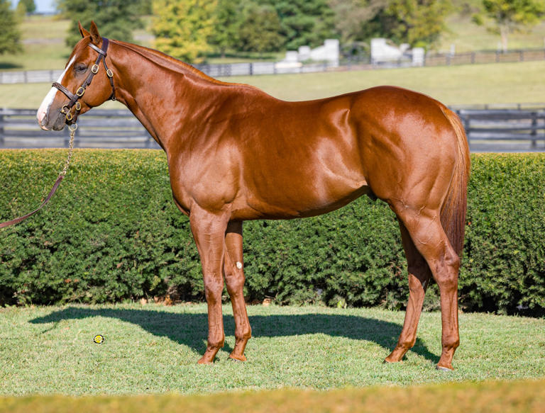 The 2025-26 all-value sire team: Bloodstock experts Zach Madden and ...