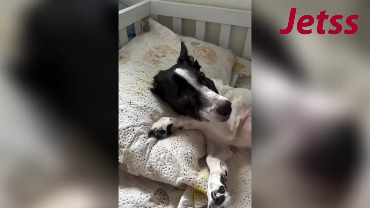 Cachorrinho só dorme quando tutora canta uma canção para ele e a cena é ...