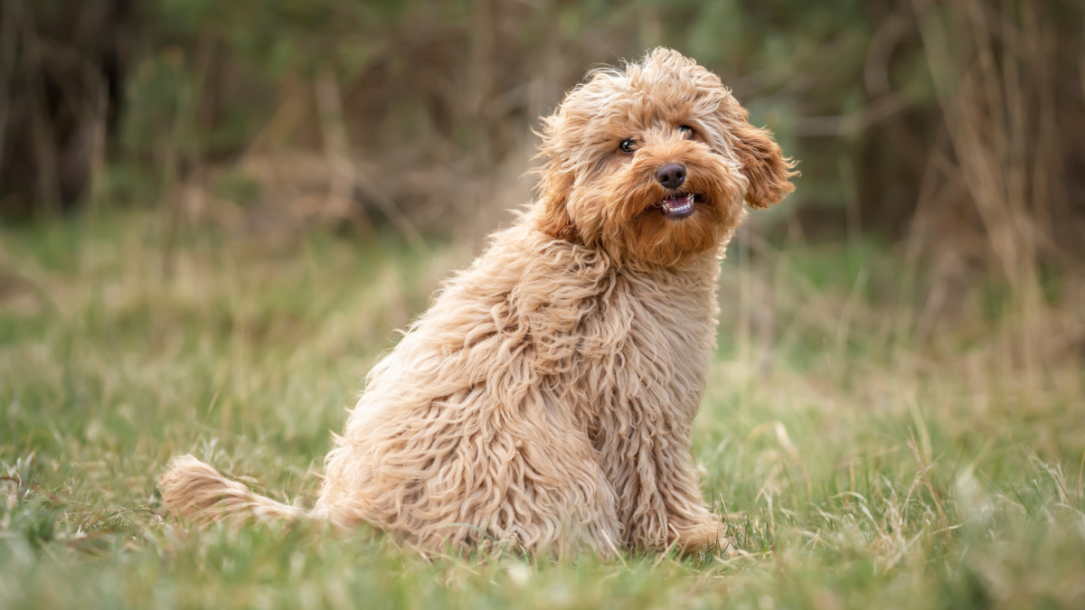 Doodle cheeses so hard after mom brings him his very own puppy
