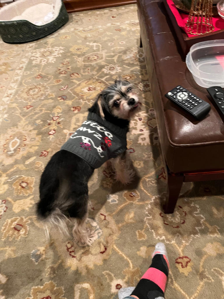 Your photos: National Dress Up Your Pet Day 2026