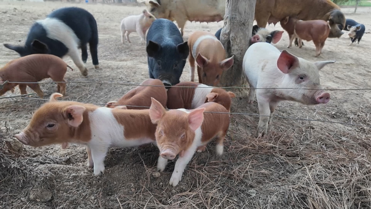 Farmers say tariffs are raising prices you’ll eventually pay