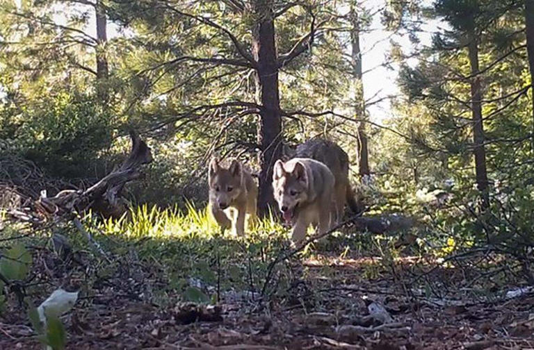 Is it a wolf or a coyote? What to do if you come across a wild gray wolf
