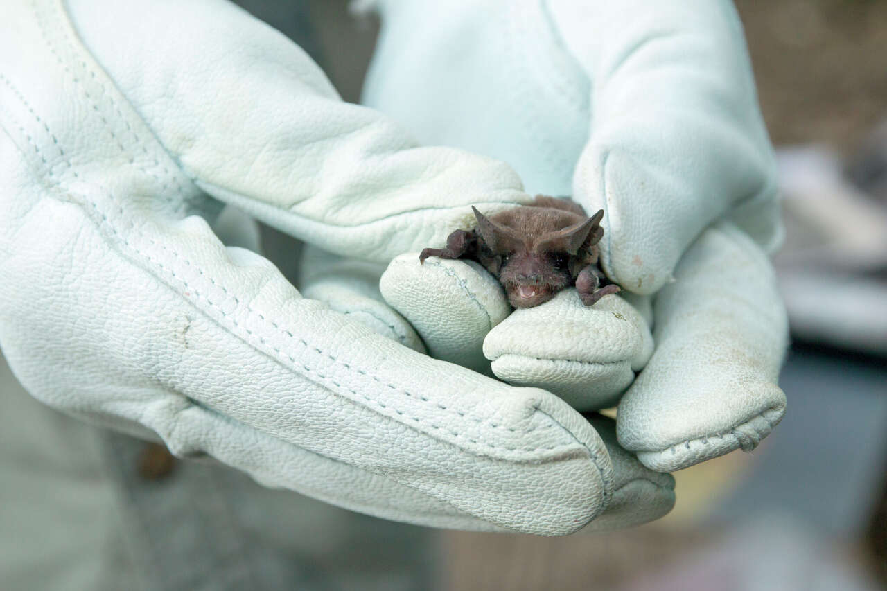 In Big Bend, biologist charts Texas’ rich bat diversity