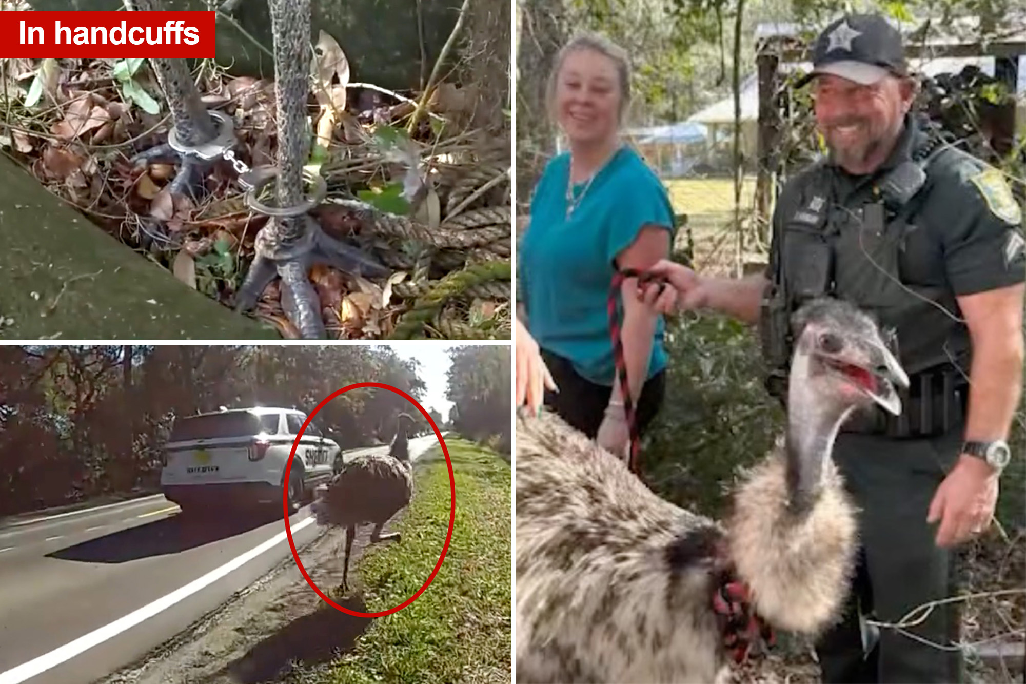 Runaway emu captured and returned by Florida deputies in wild scene