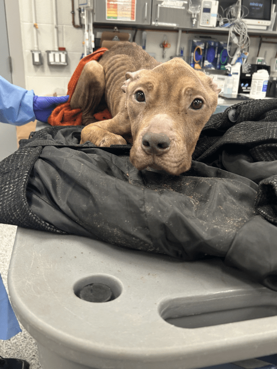 Emaciated pit bull mix gets life-saving care in Boston