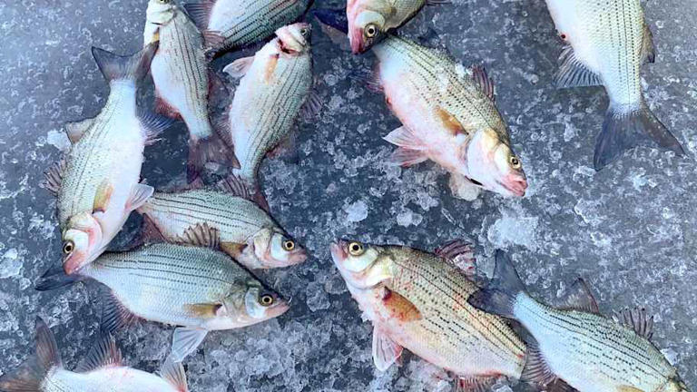 The perch and walleye bite shut down—then this underrated fish saved ...