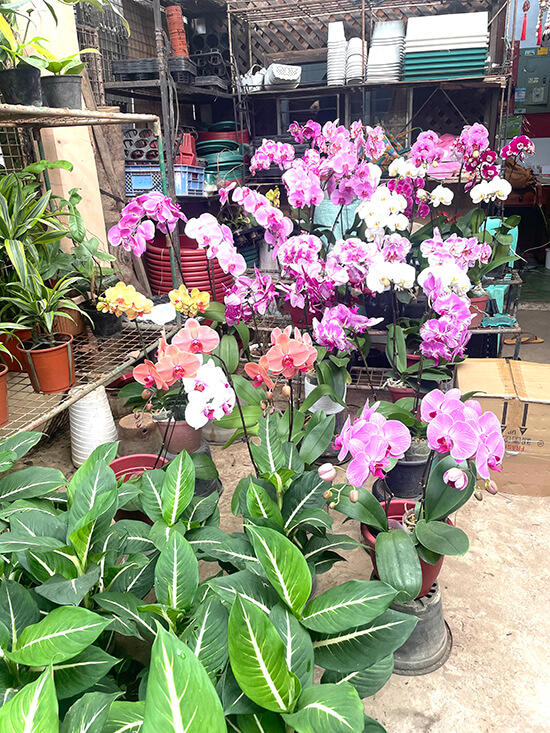 Pets, plants, Asian marts, bikes, athletic shoes and yes, a market at ...