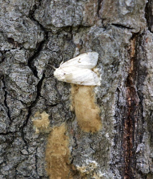 DNR eyes Huntington County for invasive spongy moth treatments in 2026