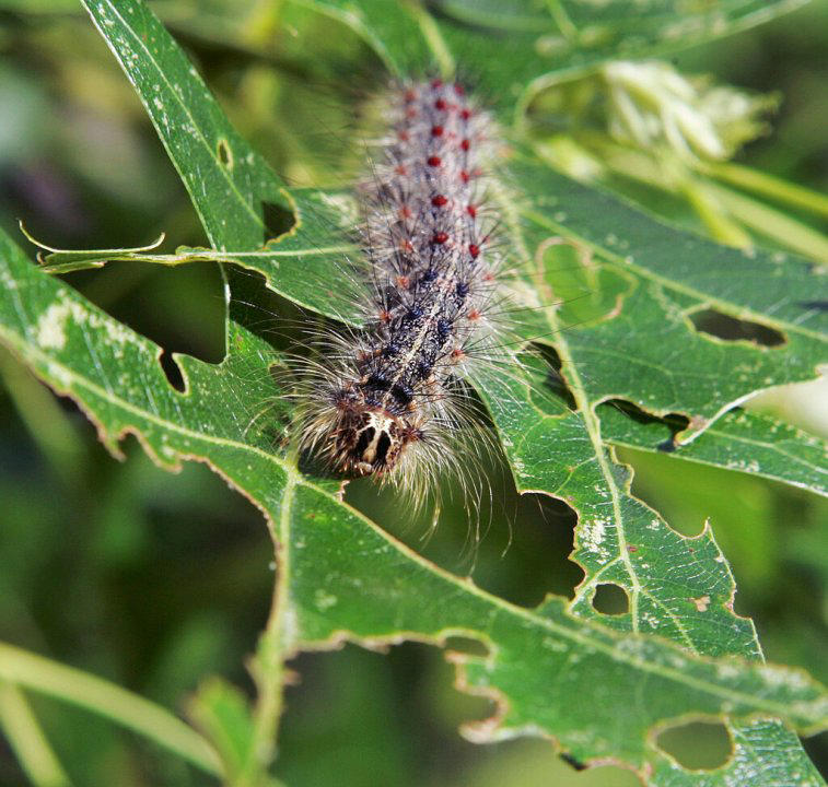 DNR eyes Huntington County for invasive spongy moth treatments in 2026