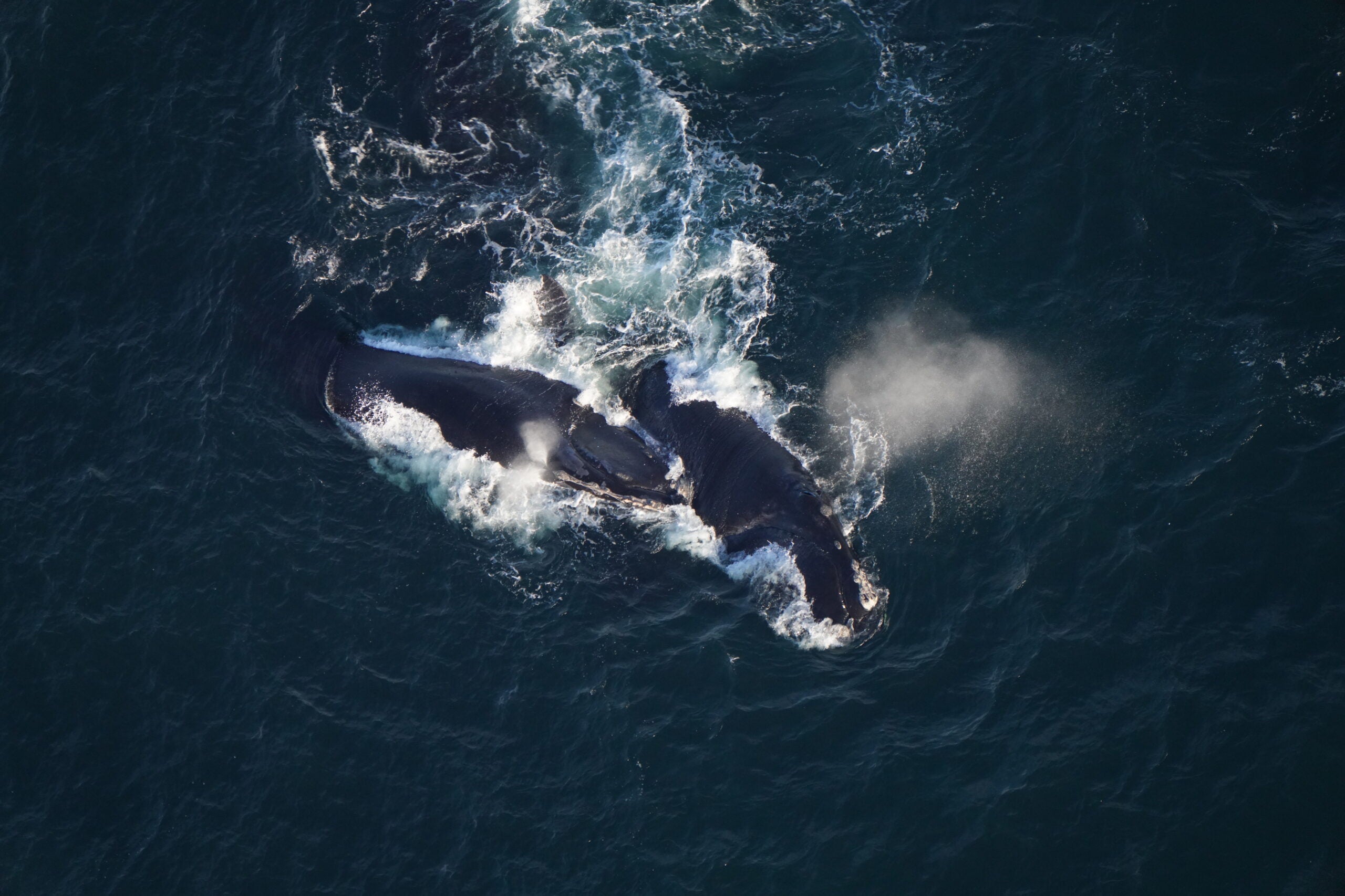 Scientists spot dozens of endangered right whales in Mass. waters
