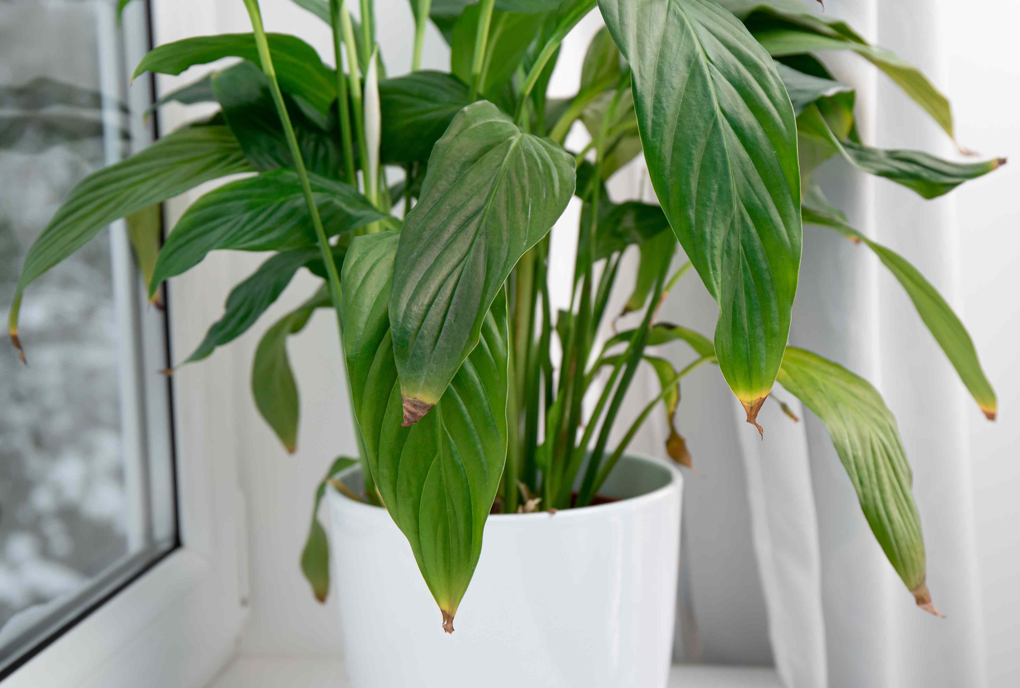 Are your peace lily leaves turning brown? These 9 issues might be to blame