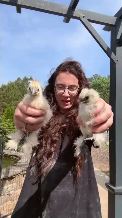 Scary baby chickens!