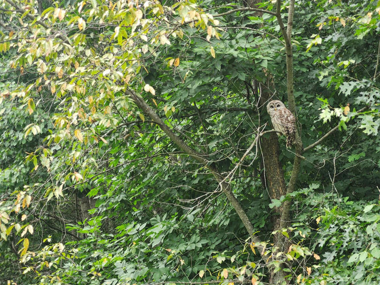 Little Forks Conservancy permanently protects 45 acres of land in Clare ...