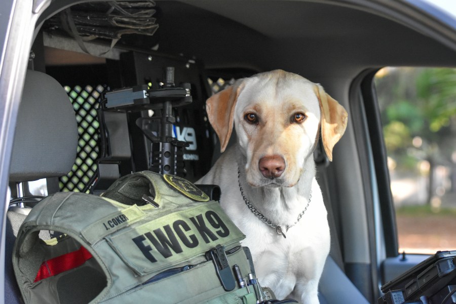 FWC and K-9 locate distressed man in dense Florida forest