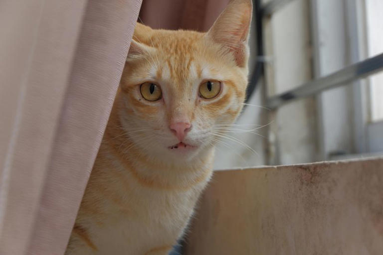 How apartment living changes a cat’s behavior