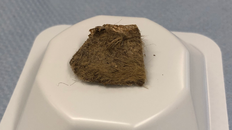 Ancient wolf stomach reveals final secrets of extinct woolly rhino
