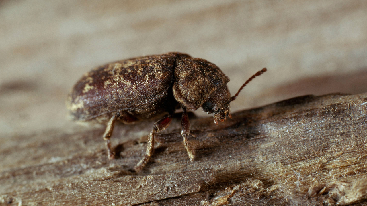 3 signs your home has deathwatch beetles – and how to get rid of them fast