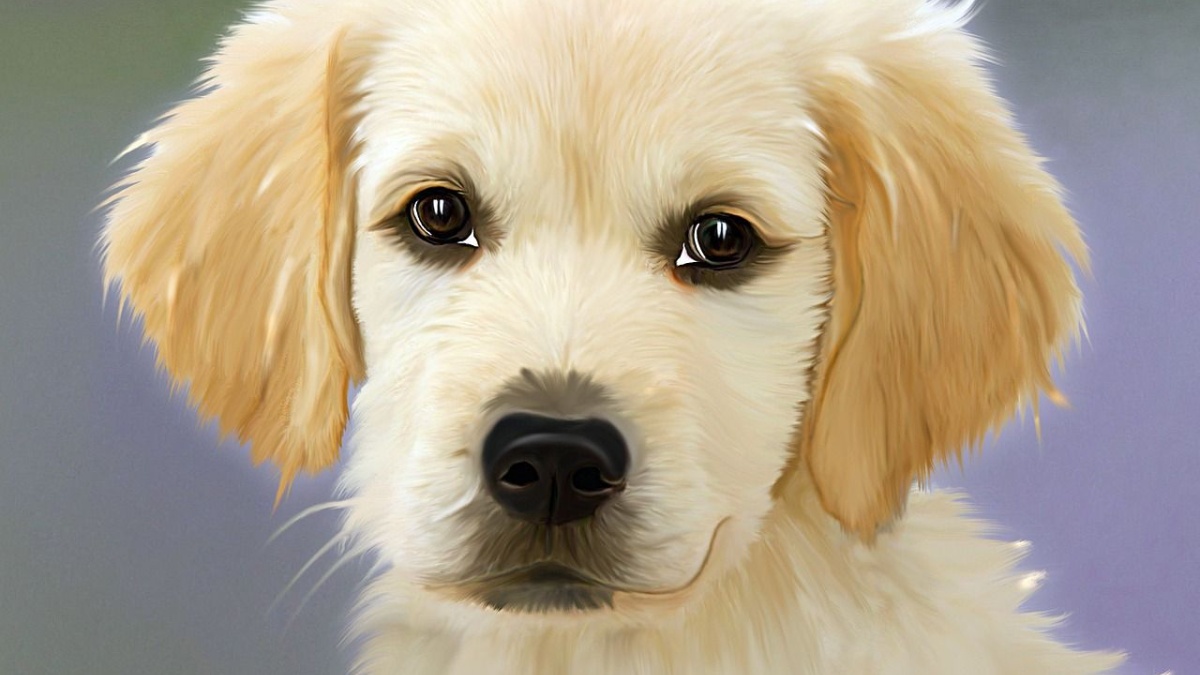 10 things a dog considers when choosing their favorite human in the family