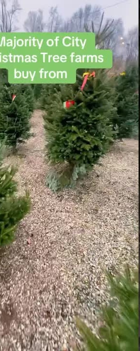 How much $$$ can owning a Christmas tree farm make you?