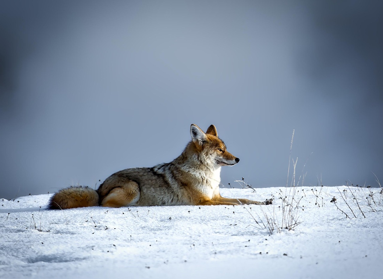 If you see a coyote in your yard, experts say do this immediately