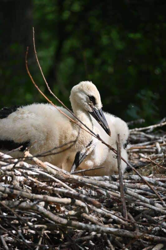Vanished for 600 years, a rare native species is making a historic ...