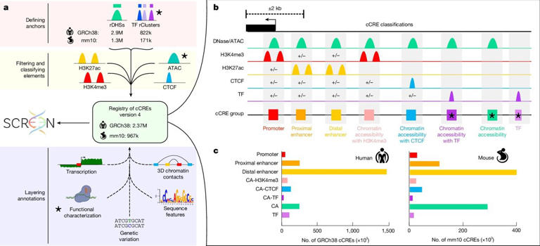Researchers expand human genome map to 2.37 million regulatory DNA elements