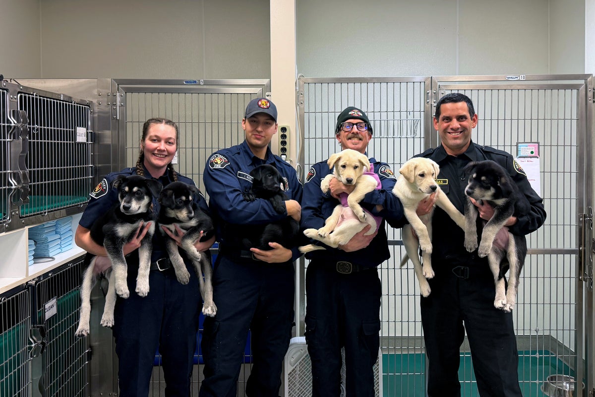 Six puppies treated for suspected overdose after dramatic rescue