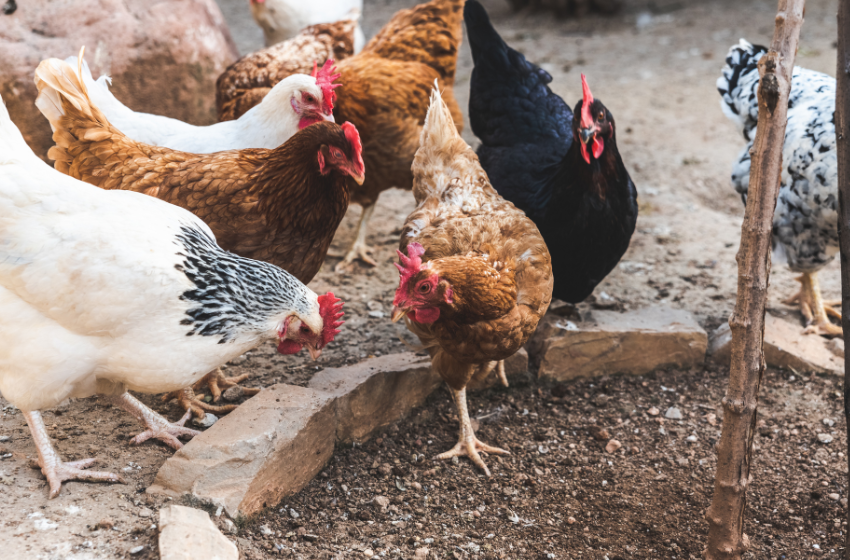 Dead birds found after outbreak of avian flu in the Borders