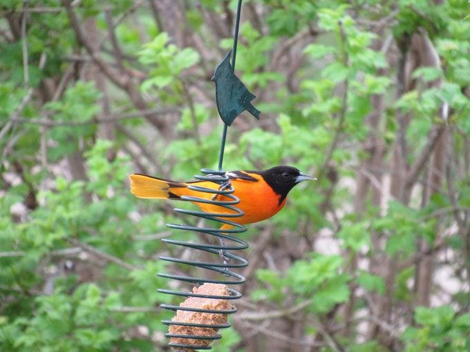 Birding vs bird-watching: What’s the difference?