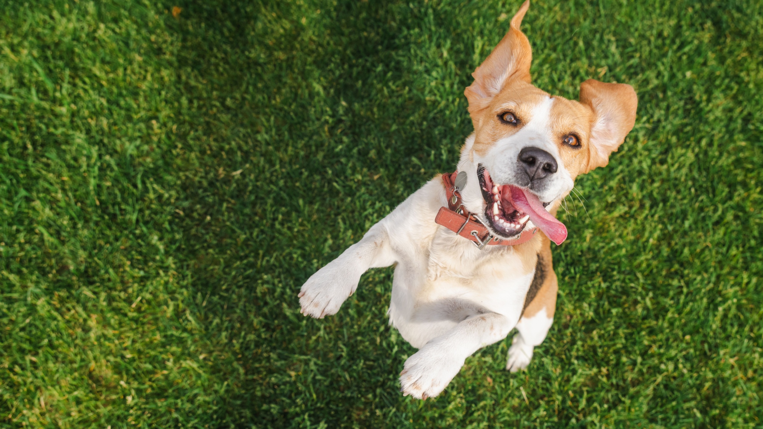 10 dog-care tips for new owners