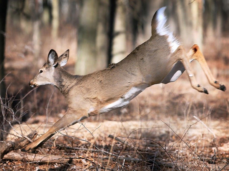 'Hyperabundant' — Point Pelee National Park closing for annual deer cull