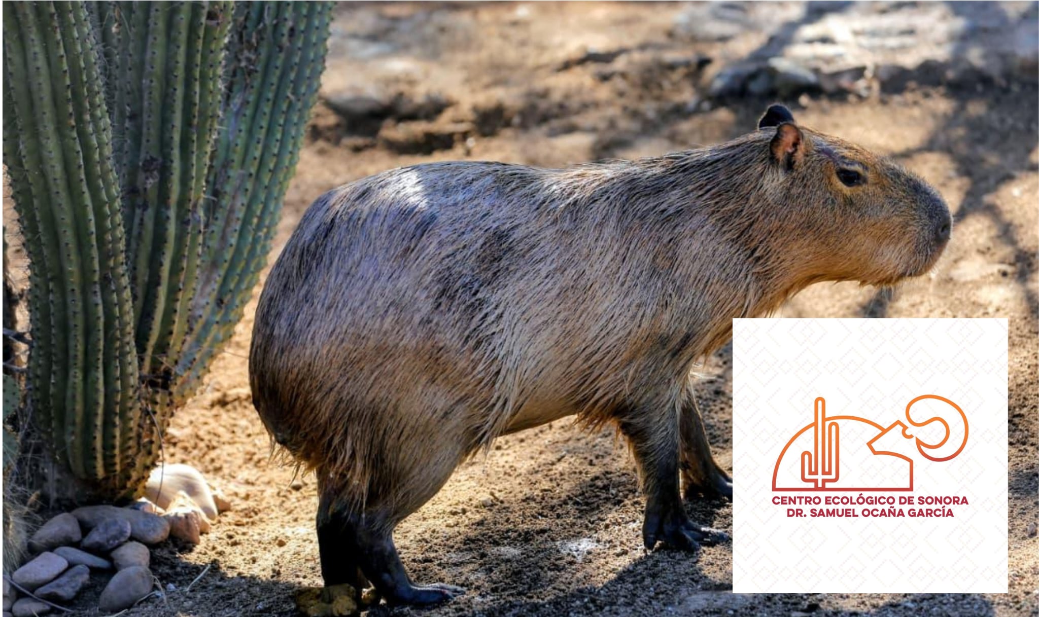 ¿Quieres ver al capibara del Centro Ecológico de Sonora? Antes de ...