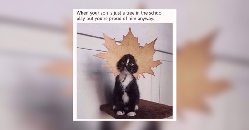 Funniest cat memes for feline fanatics