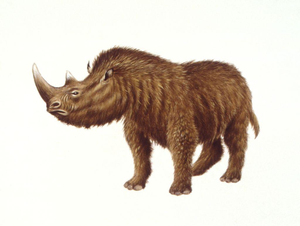 Ancient wolf stomach reveals final secrets of extinct woolly rhino
