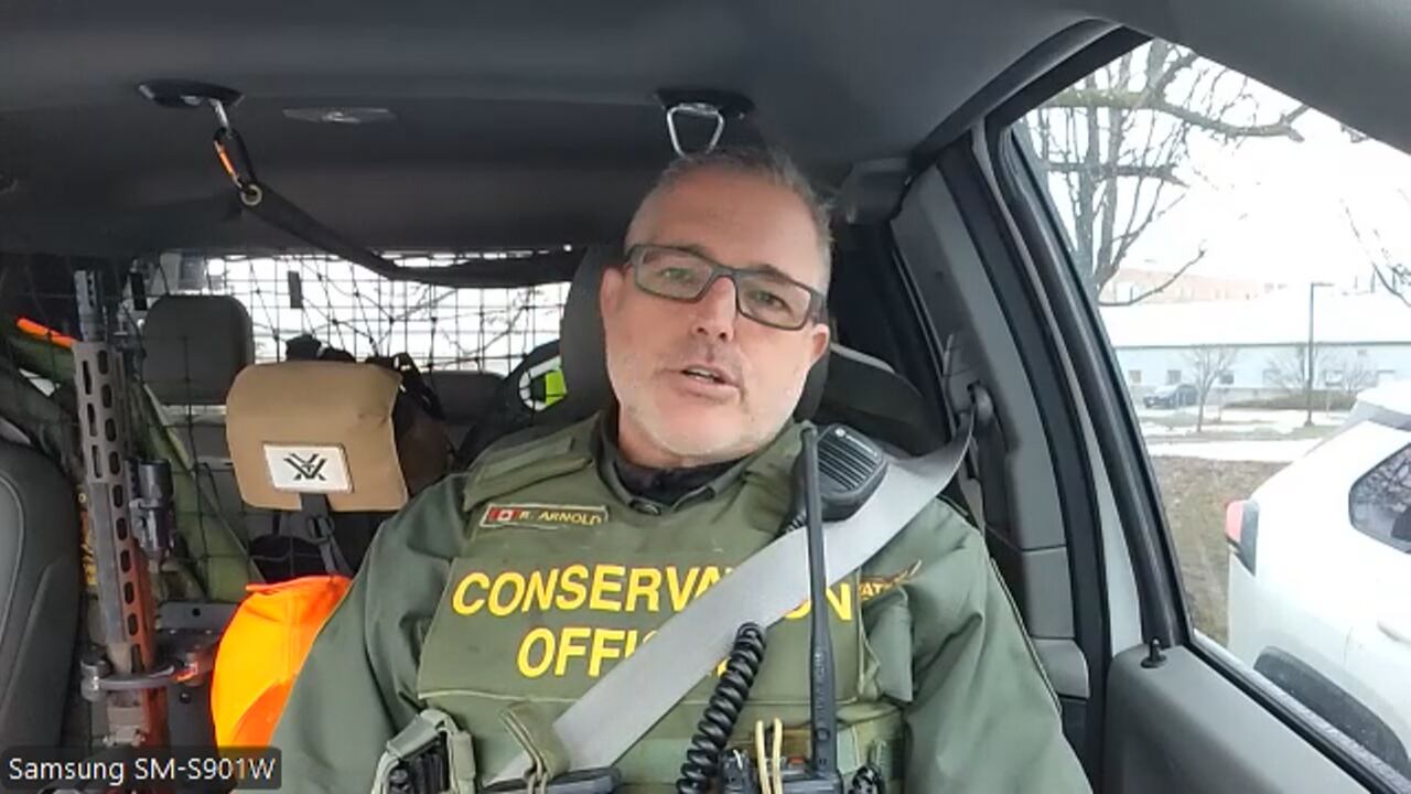 Deer shot dead by arrow in Toronto cemetery