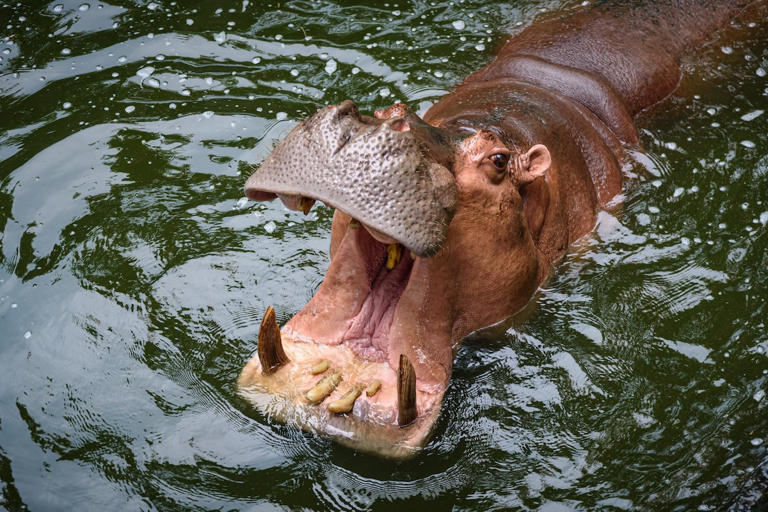 Cute video of hippos being fed vegetables has people hooked