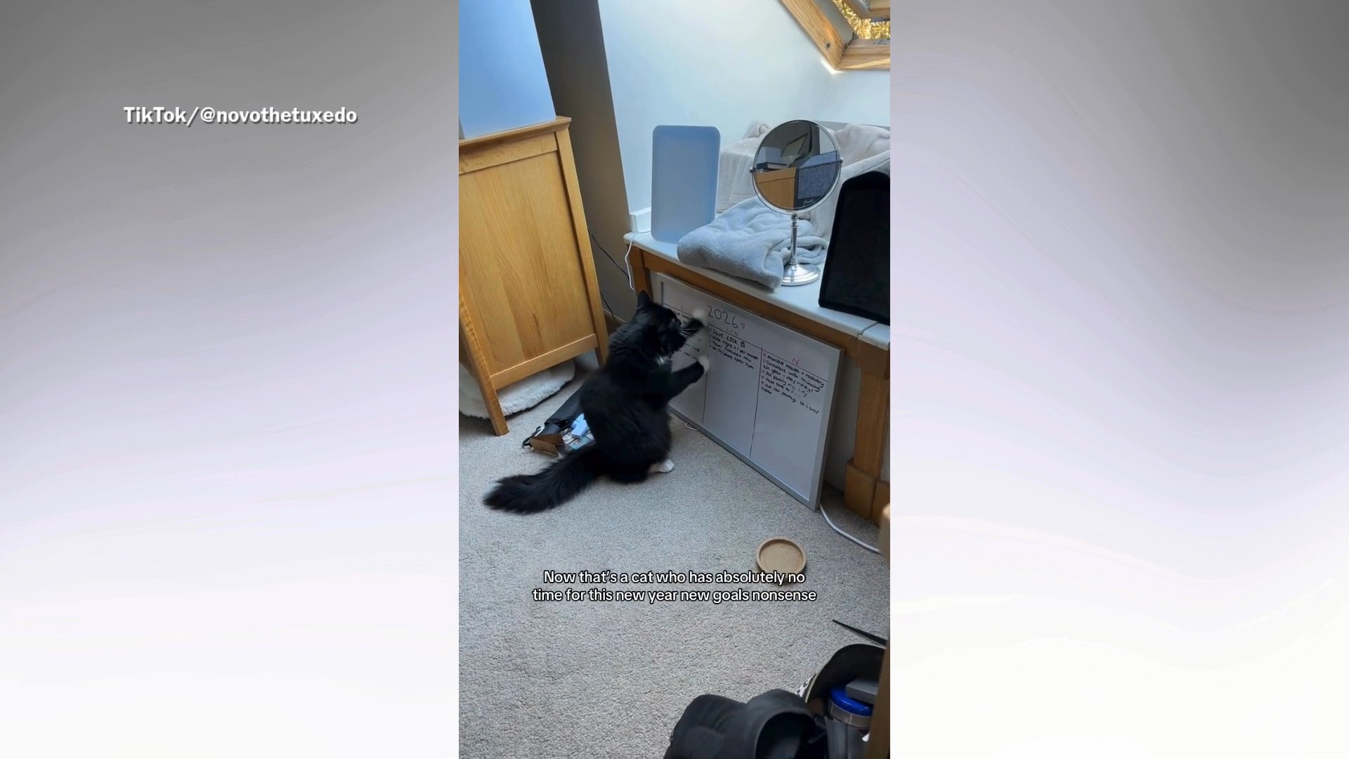 Cat notices owner’s New Year’s resolutions on board, response goes viral